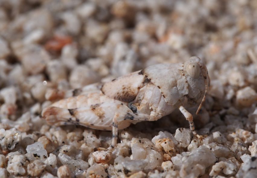 Photos: Amazing Insects of the North American Deserts | Live Science