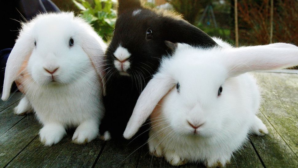 32 things your rabbit would tell you if they could talk | PetsRadar