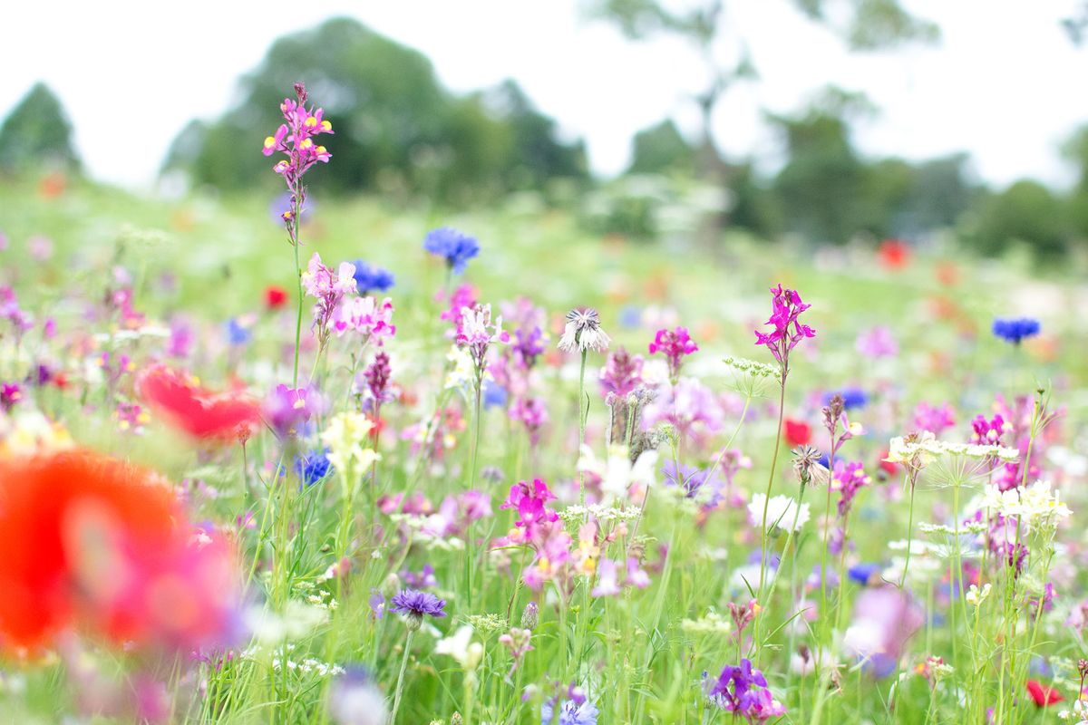 Mary Keen: How to plant your own wildflower meadow | Country Life