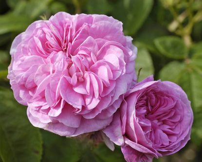 Best Romantic Old Garden Roses To Grow For A Dreamy Display | Gardening ...