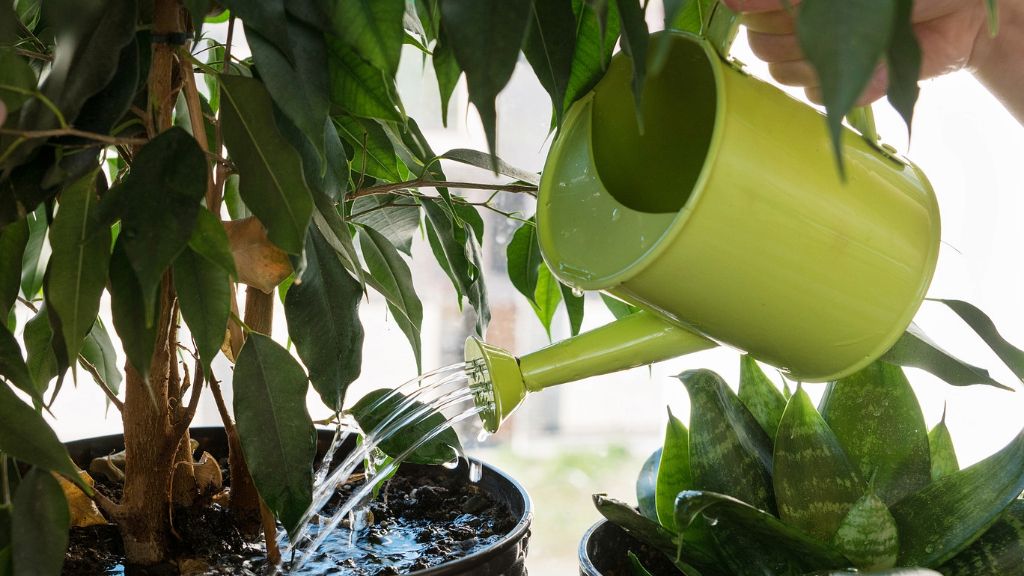 Plant Resuscitation: 7 Tricks To Bring Dead Plants Back To Life ...