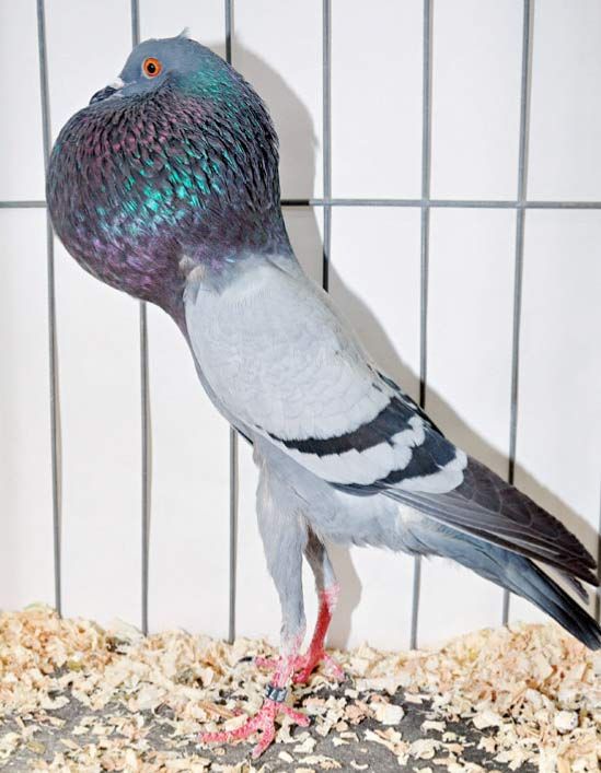 In Photos: Pigeons Show Off Their Fancy Hairdos | Live Science