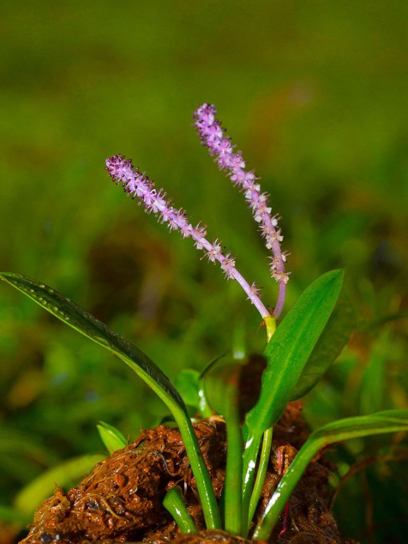 Tips & Information about Water Plants | Gardening Know How