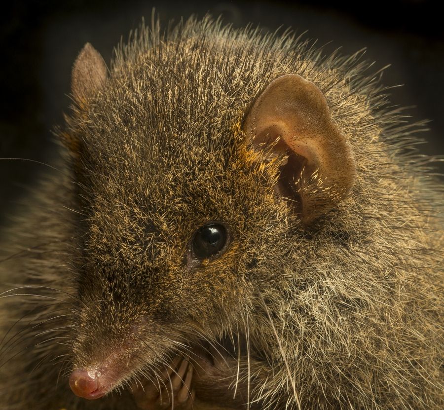 Antechinus Photos: New Marsupials Die for Sex | Live Science
