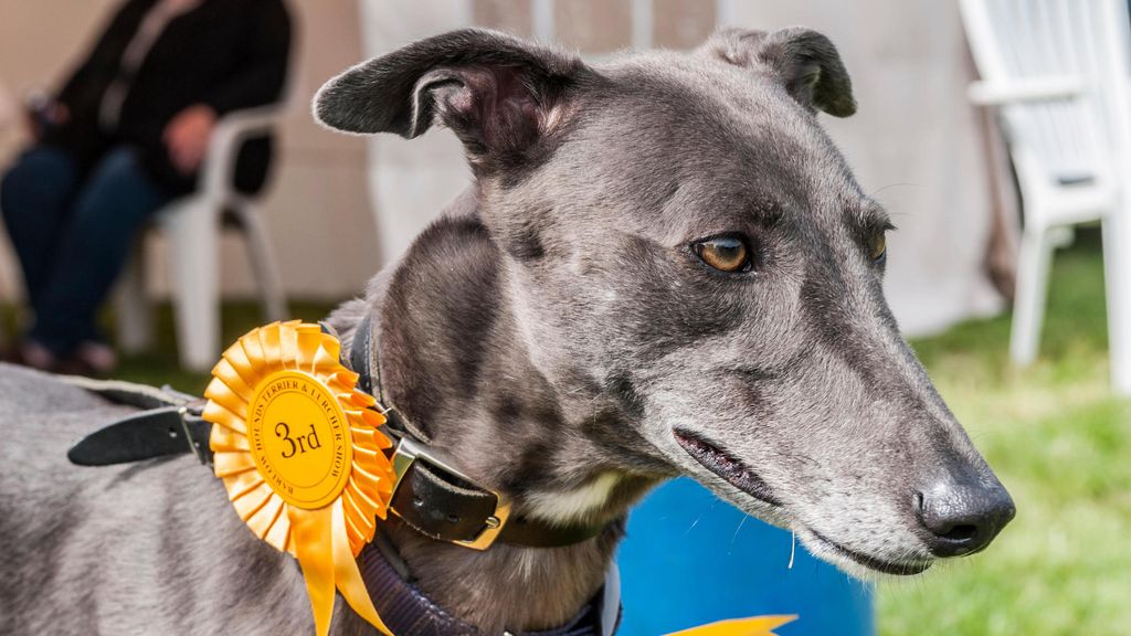 32 popular show breed dogs | PetsRadar