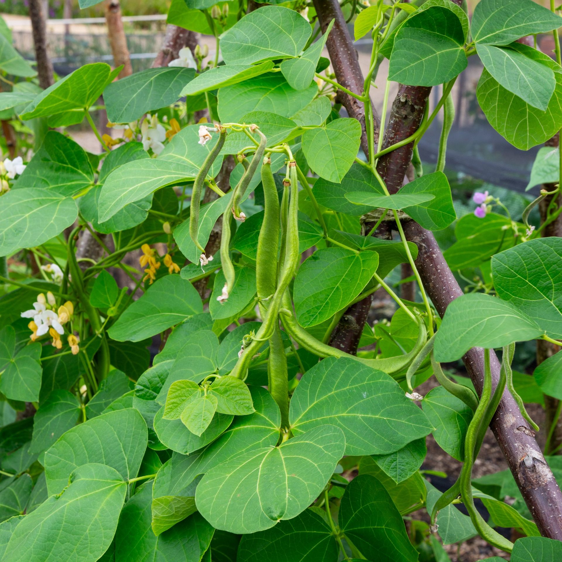 When to sow runner beans in time for an abundant harvest | Ideal Home