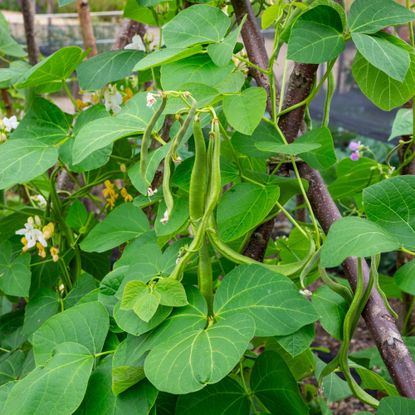 When to sow runner beans in time for an abundant harvest | Ideal Home