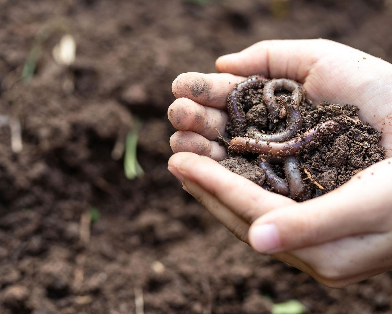 Garden expert reveals why worms can improve your hydrangeas | Gardeningetc