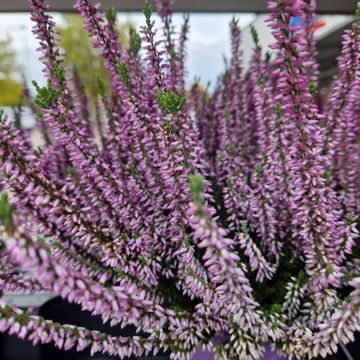 This is one of the best winter pot displays I've ever seen | Ideal Home