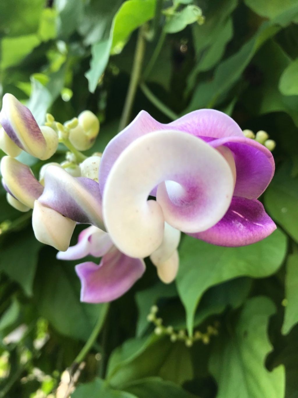 Snail Vine Care - Growing Information For Vigna Caracalla Snail Vine ...