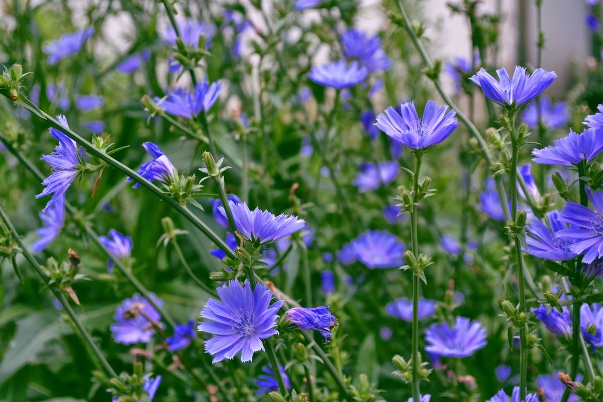 Annual, Perennial, Or Biennial Chicory – How Long Does Chicory Live In ...