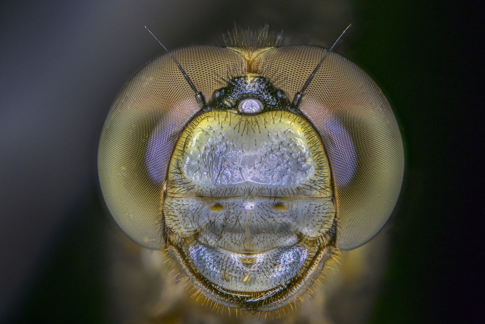 This US$399 macro lens gives you an incredible 1-5x magnification with ...