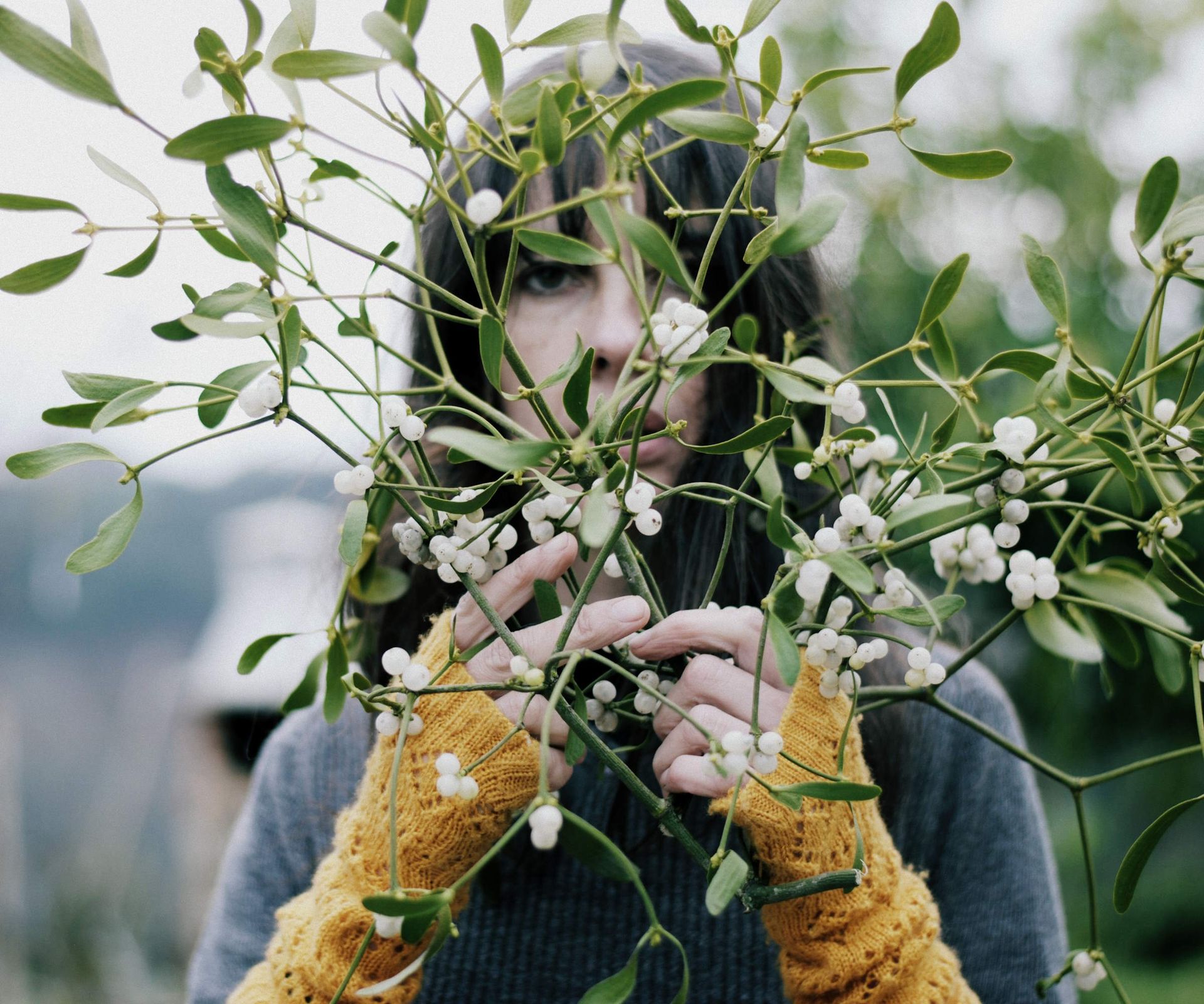 How to grow mistletoe at home to use in your Christmas decor | Homes ...
