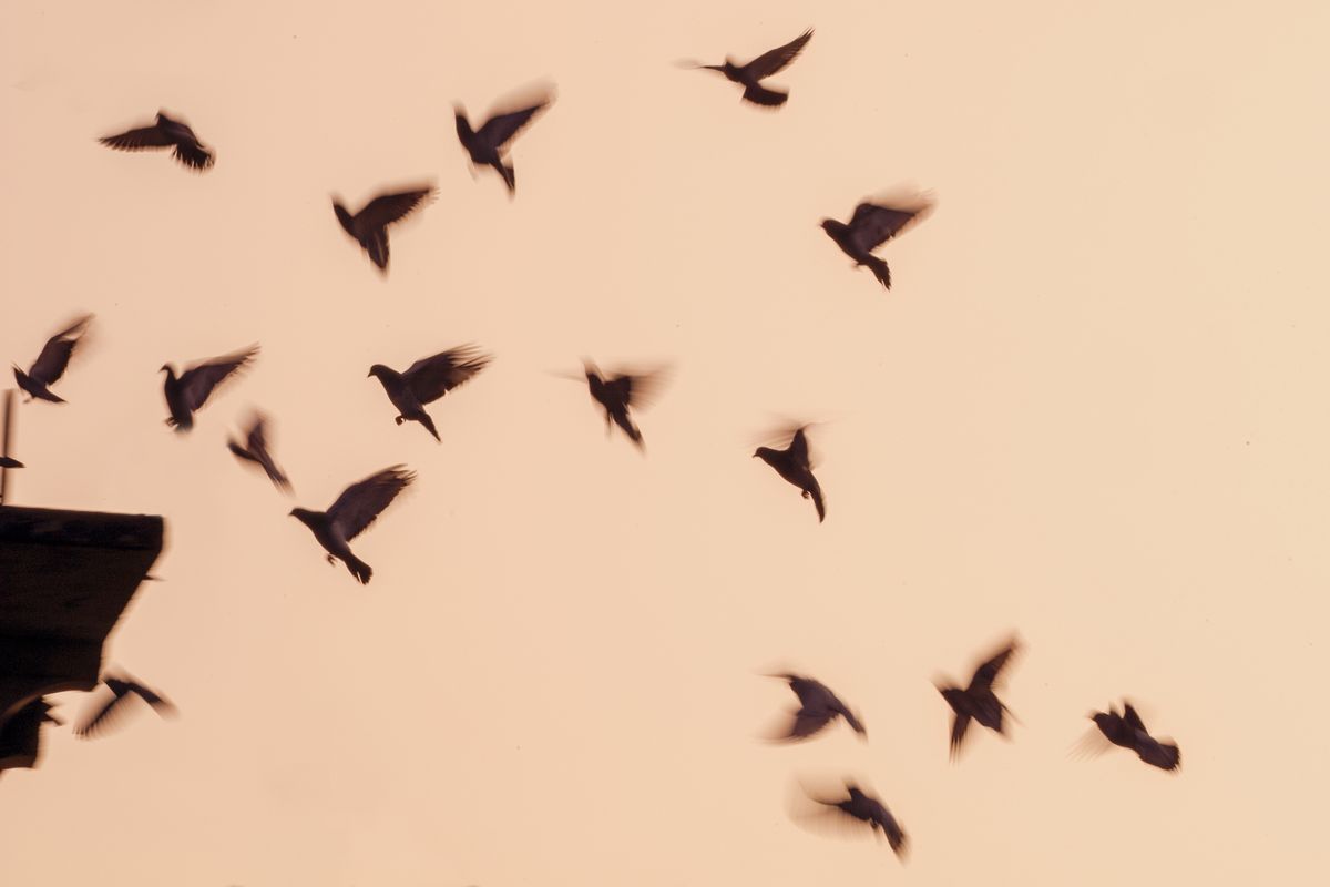 Use a slow shutter speed to inject movement into your wildlife ...