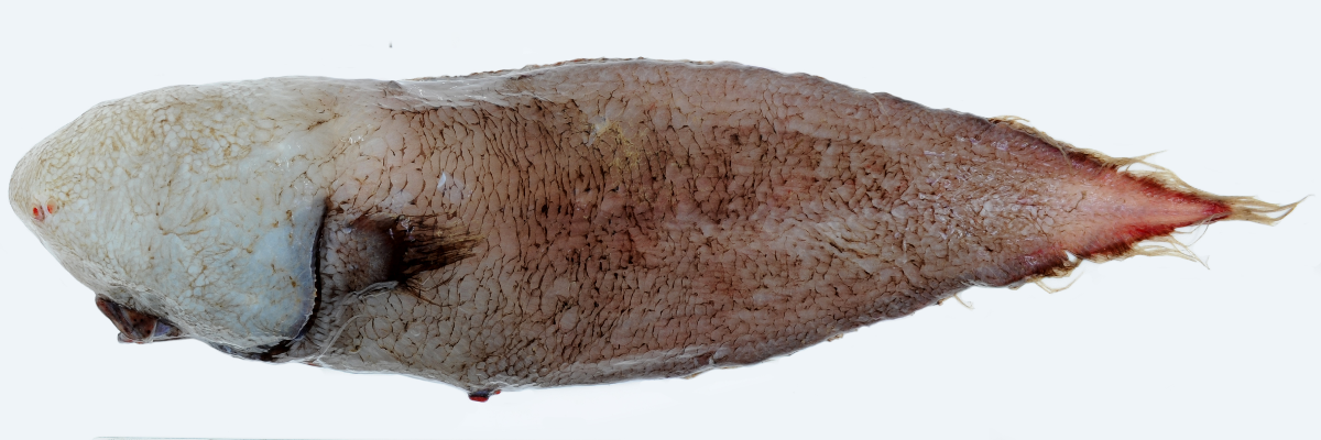 In Photos: 'Faceless' Fish Rediscovered After More Than a Century ...