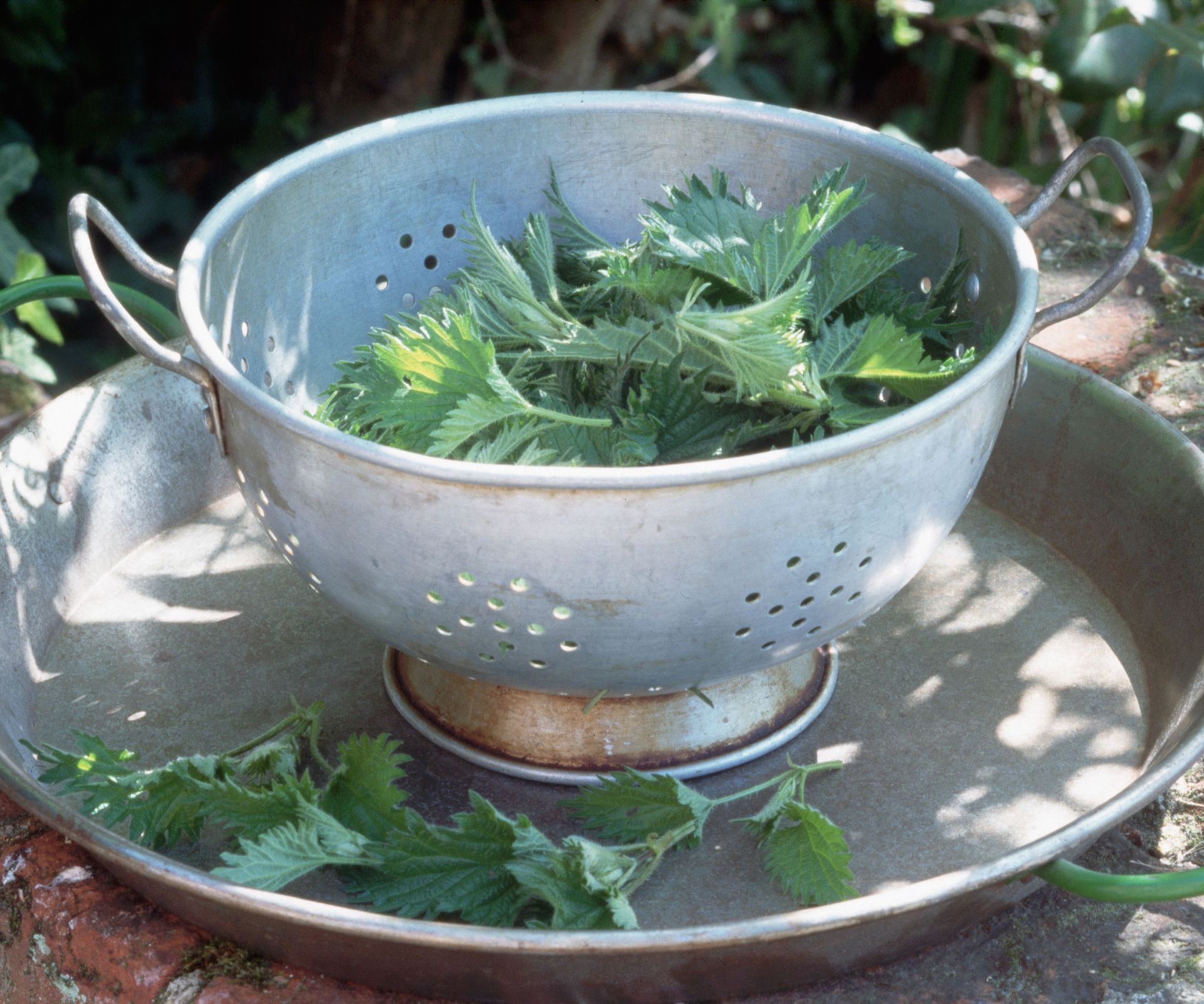 Try These Edible Wild Herbs You Can Harvest And Eat For Free ...