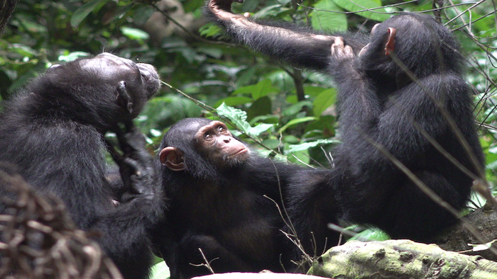 Amazing video shows a mom chimp medicating her child's wound with ...