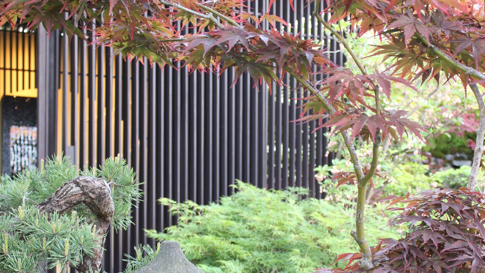 When to prune acers – the perfect window for bright displays | Ideal Home