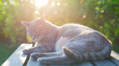 How to cool down a cat in hot weather: 14 helpful tips | PetsRadar