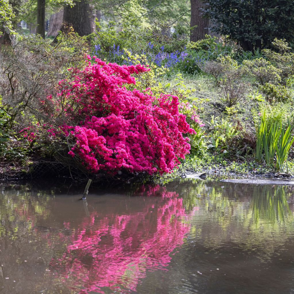 How to prune azaleas for vibrant flowers every year | Ideal Home