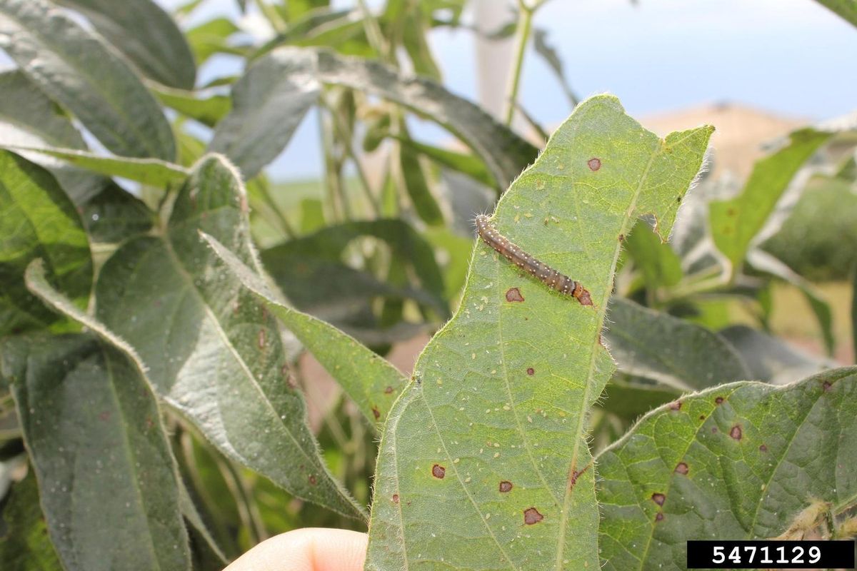 How To Kill Fireworms – Learn About Fireworm Management In The Garden ...