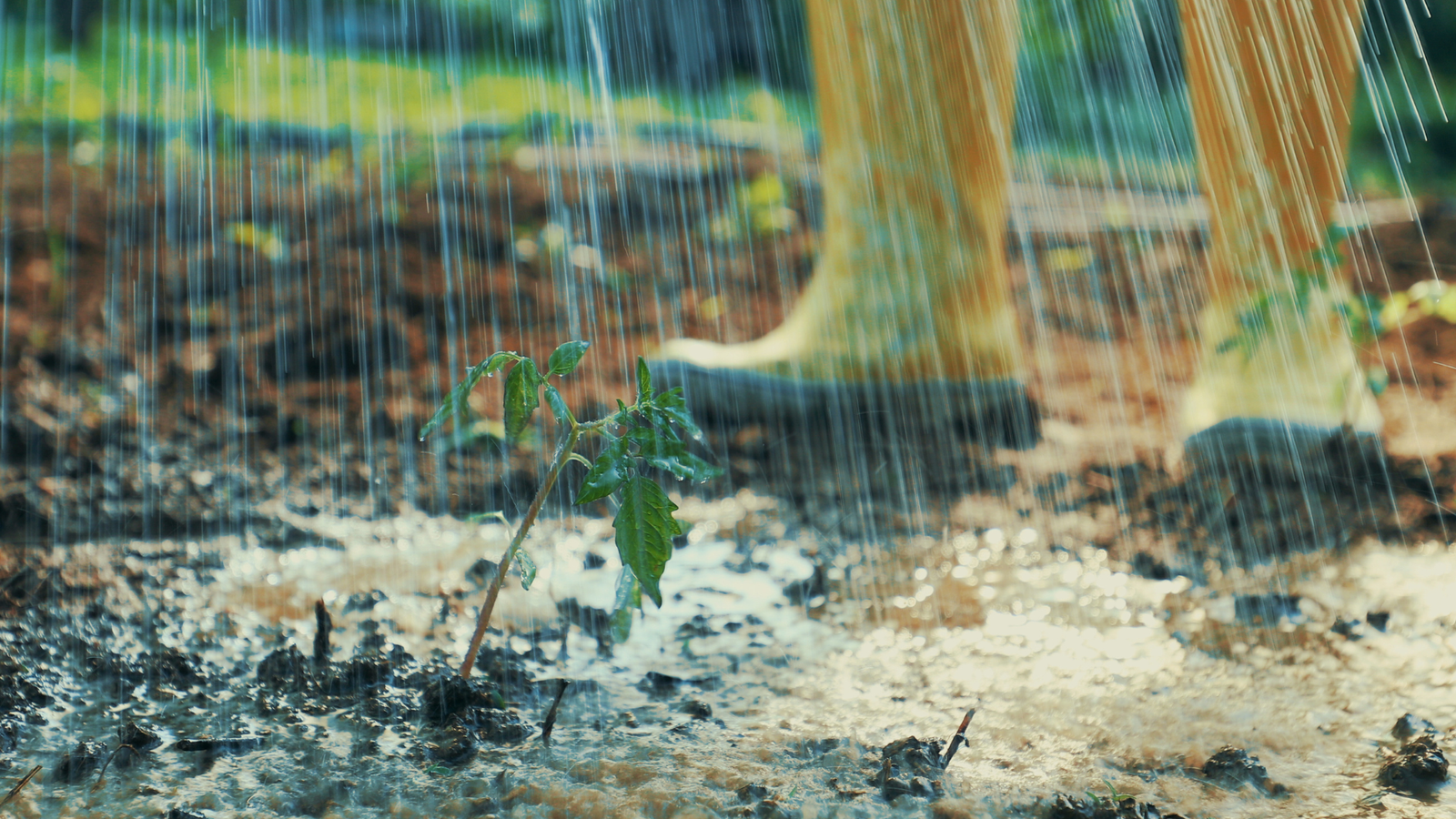 5 tips for storm-proofing your garden | T3