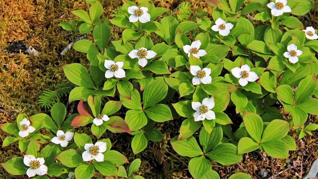 Top 10 Flowering Ground Covers | Gardening Know How