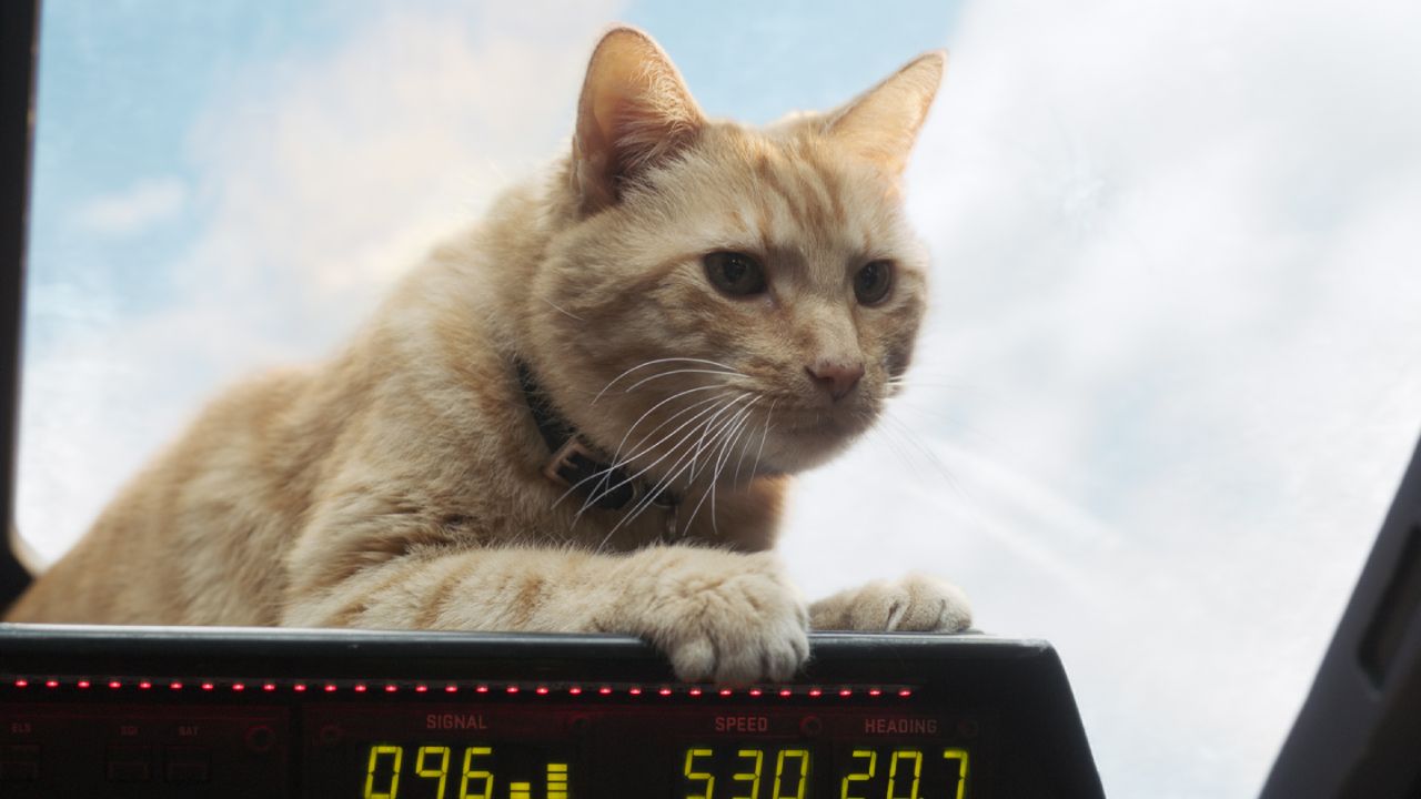 Goose The Cat: What To Know About The Marvels Breakout Star In Real ...