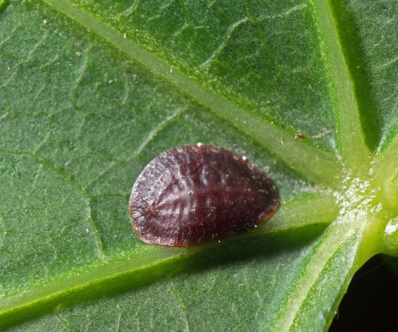 8 pests that can destroy plants and how to eradicate them | Homes and ...