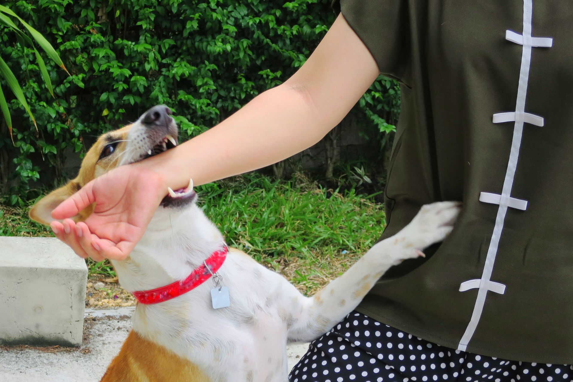The changing face of Britain's favourite dogs, decade by decade ...