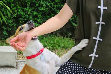 How to stop your dog rushing at the door, by top trainer Ben Randall ...