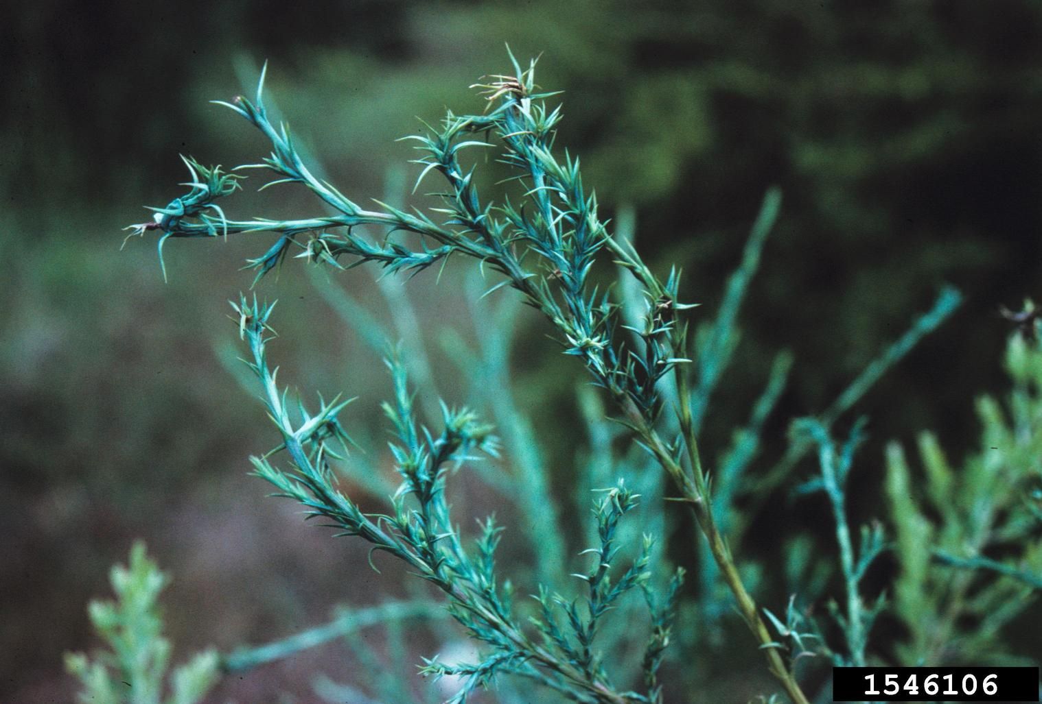 Rosette Bud Mite Control: Information On Rosette Bud Mites And Their ...