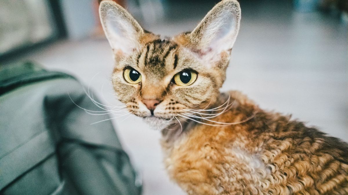 32 best cat breeds for hot climates | PetsRadar