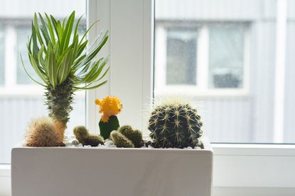Decorating with Cacti — 5 Ways to Display These Plants | Livingetc
