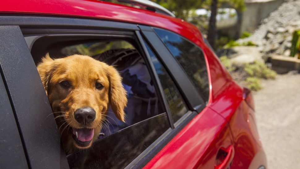 32 funny things dogs do | PetsRadar