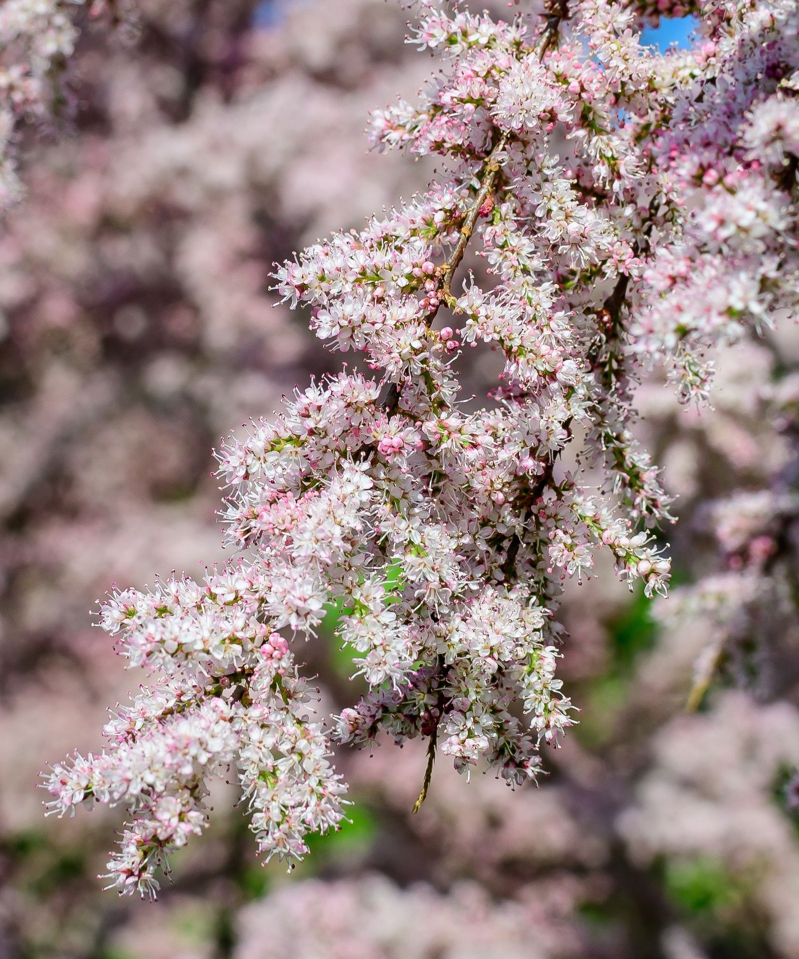 How to use plants to reduce noise pollution | Homes and Gardens