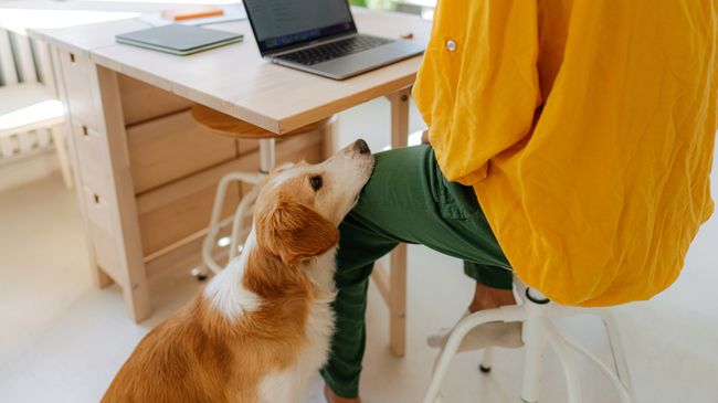 Three reasons why your dog barks at everything (and how to stop it ...
