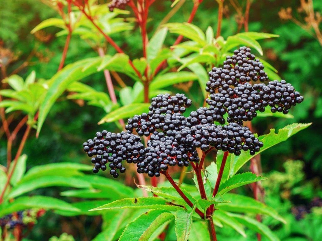 Types Of Edible Shrubs And Trees With Black Berries | Gardening Know How