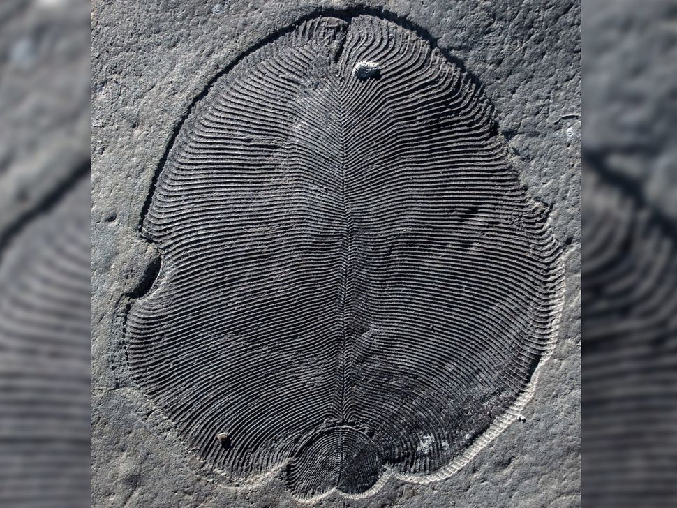 Ancient Mystery Creature That Defied Classification Is an Animal | Live ...