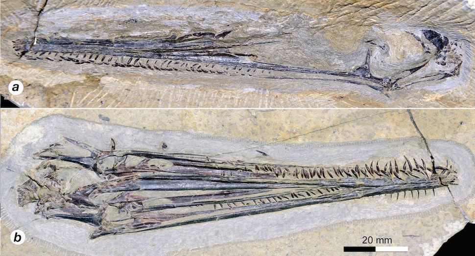160-Million-Year-Old Pterosaur Ate Like a Flamingo | Live Science