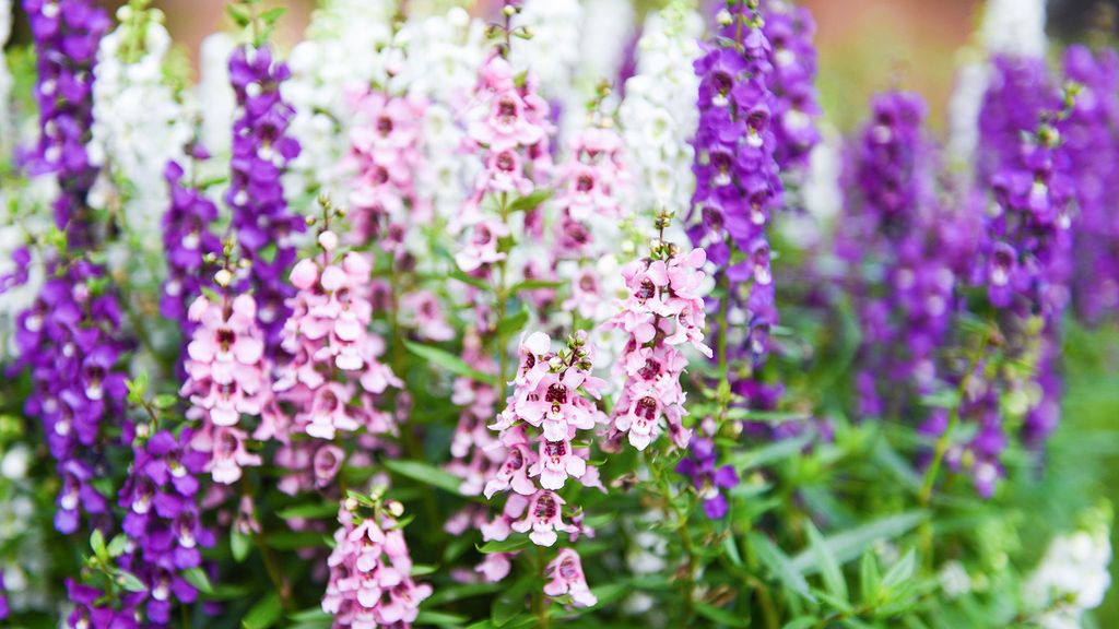 5 flowers to plant in June to brighten up your yard this summer | Tom's ...