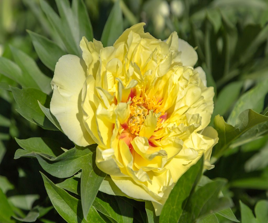 How to grow tree peonies in pots: expert plant advice | Homes and Gardens