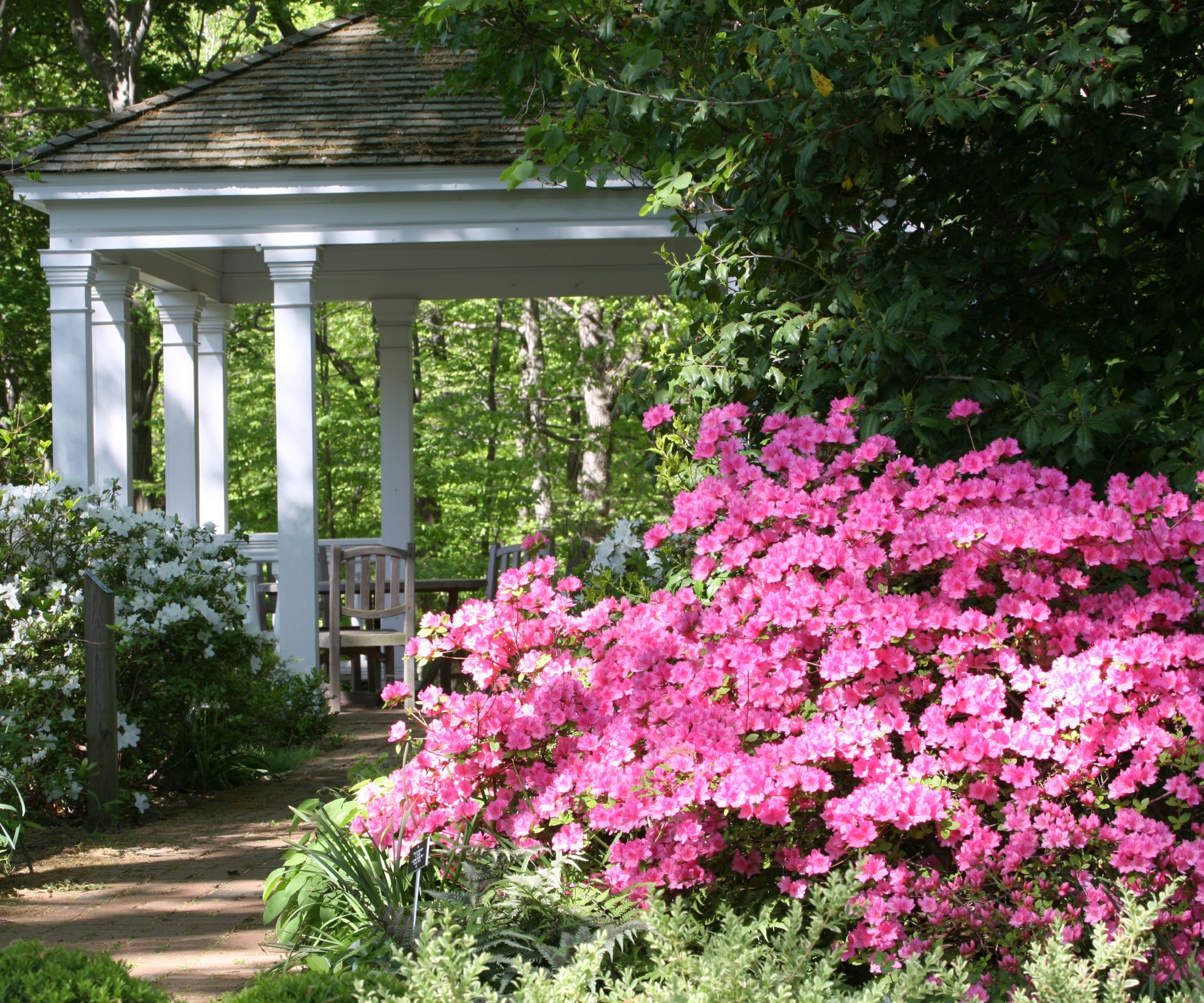 What Is The Size Of An Azalea? Explore Different Varieties | Gardening ...