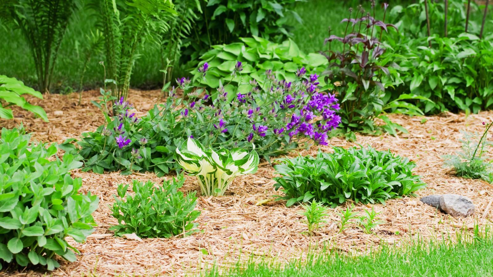5 Free Magic Mulch Materials That Will Transform Your Garden ...