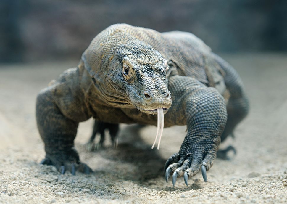 Move Over, 'Game of Thrones': 9 Real-Life 'Dragons' | Live Science