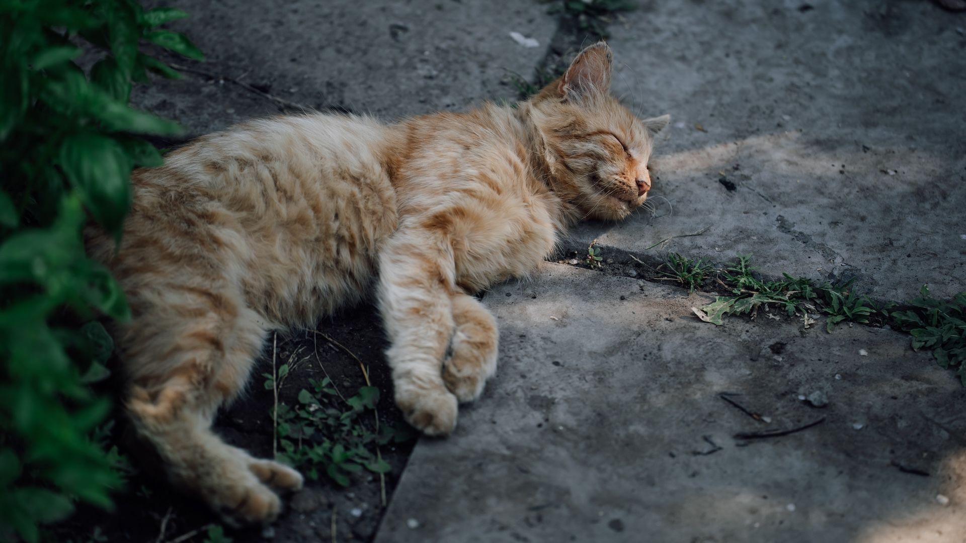 Why do cats like concrete slabs? | Live Science