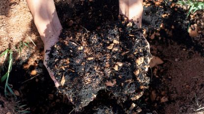 How to use tea bags in your garden to enrich soil and more | Woman & Home