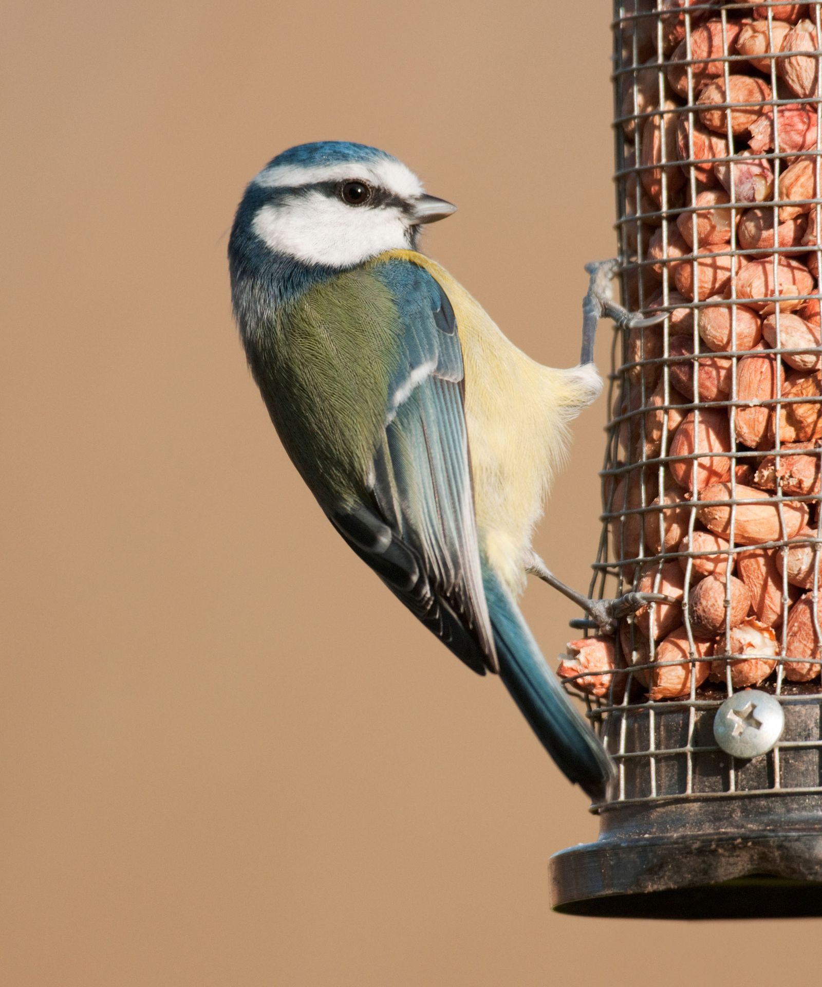 Why you should put rice in bird feeders: how to do it | Homes and Gardens