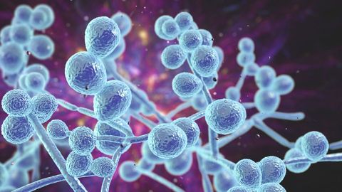 Fungi grow inside cancerous tumors, scientists discover | Live Science