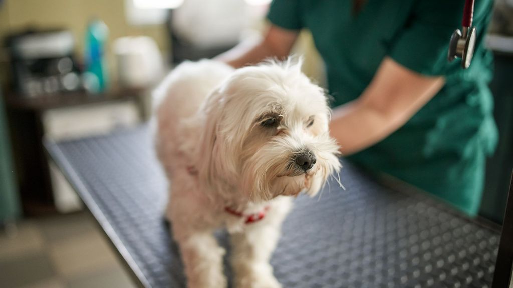 Dog ownership laws and pet rules in the US | PetsRadar